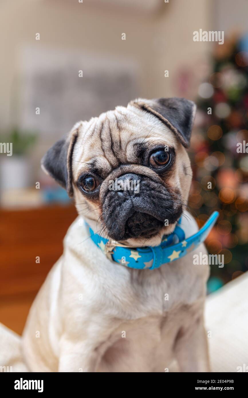 Young female Pug dog sitting at home turning head wearing blue necklace ...