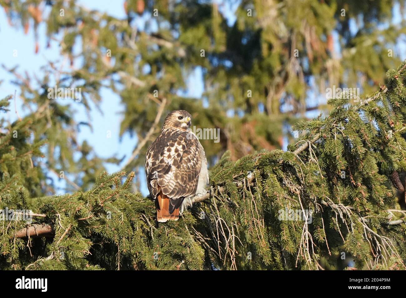 Red Tailed hawk sitting on pine tree Stock Photo - Alamy