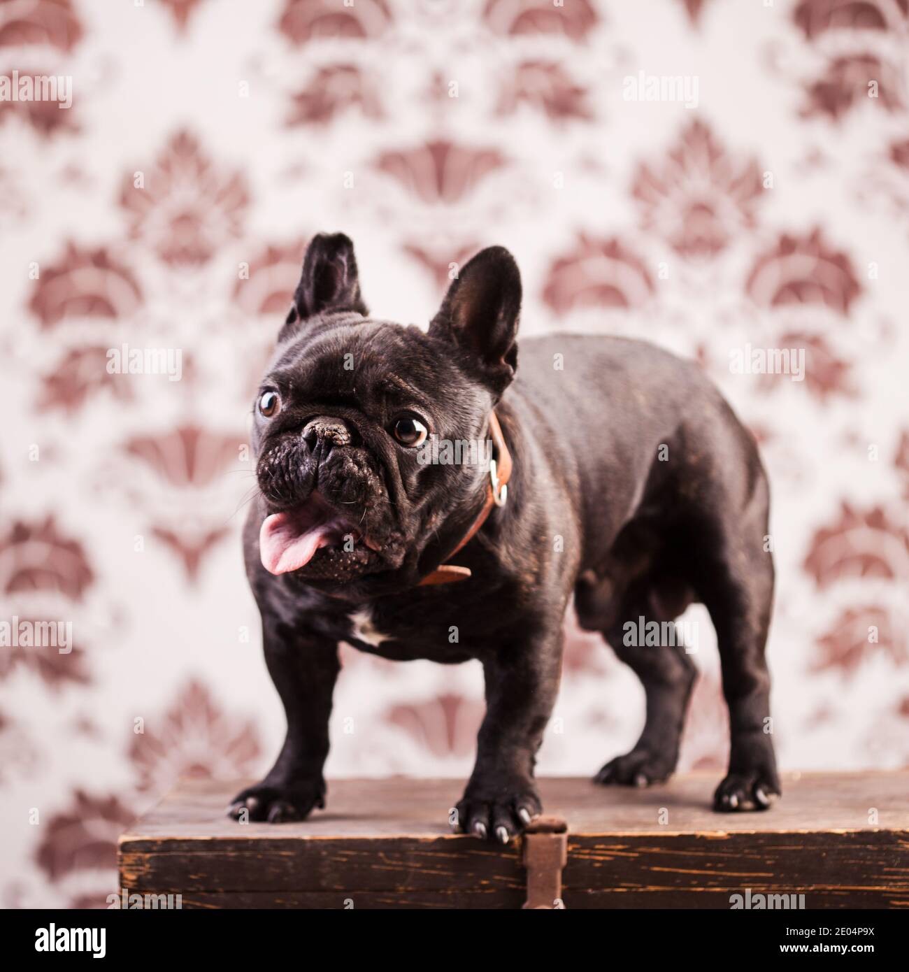 french bulldog over vintage background Stock Photo - Alamy