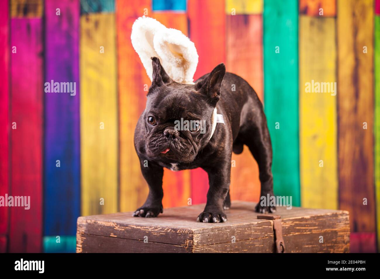 french bulldog wearing easter bunny ears Stock Photo - Alamy