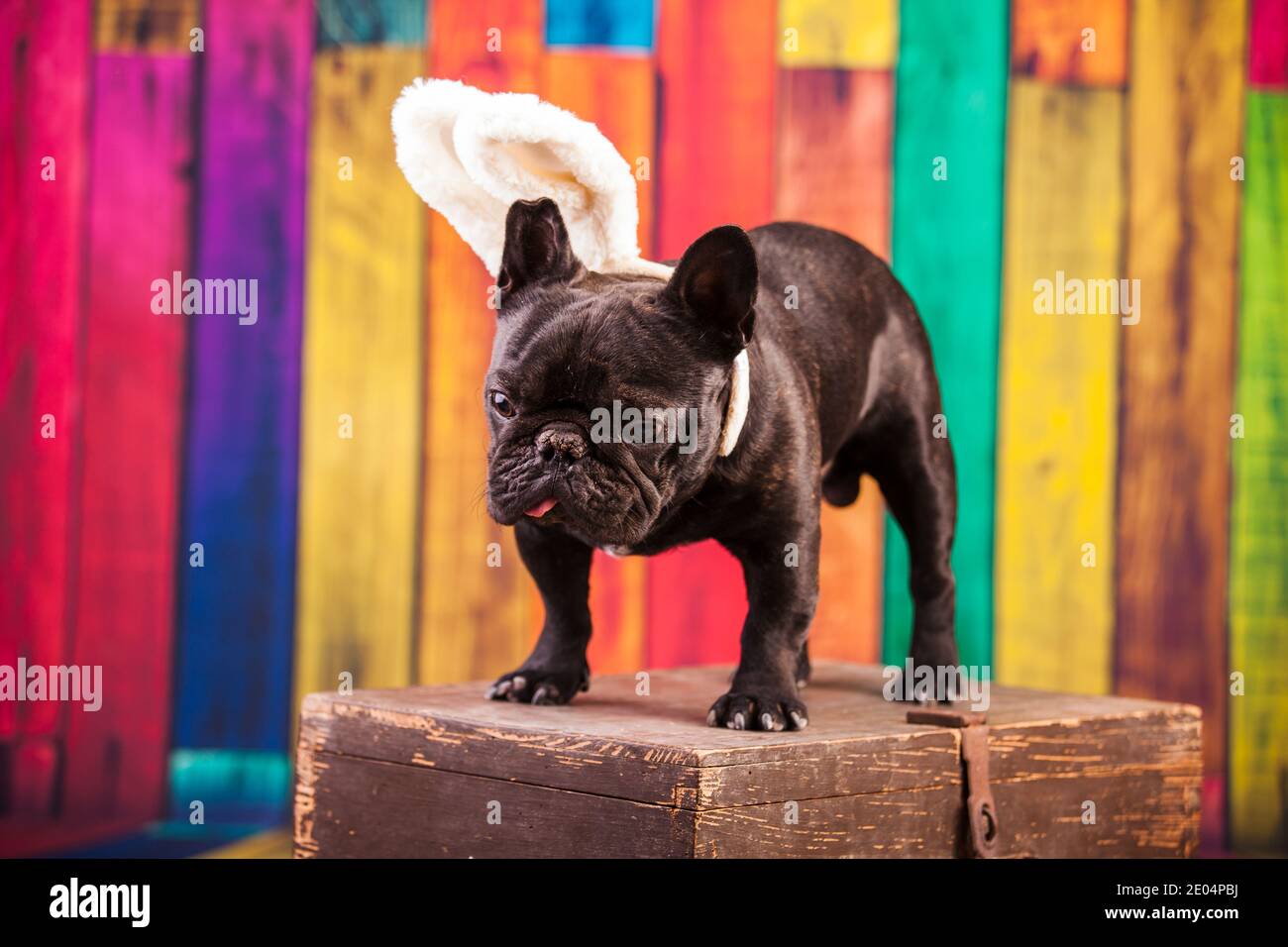 French bulldog and rabbit hi-res stock photography and images - Alamy