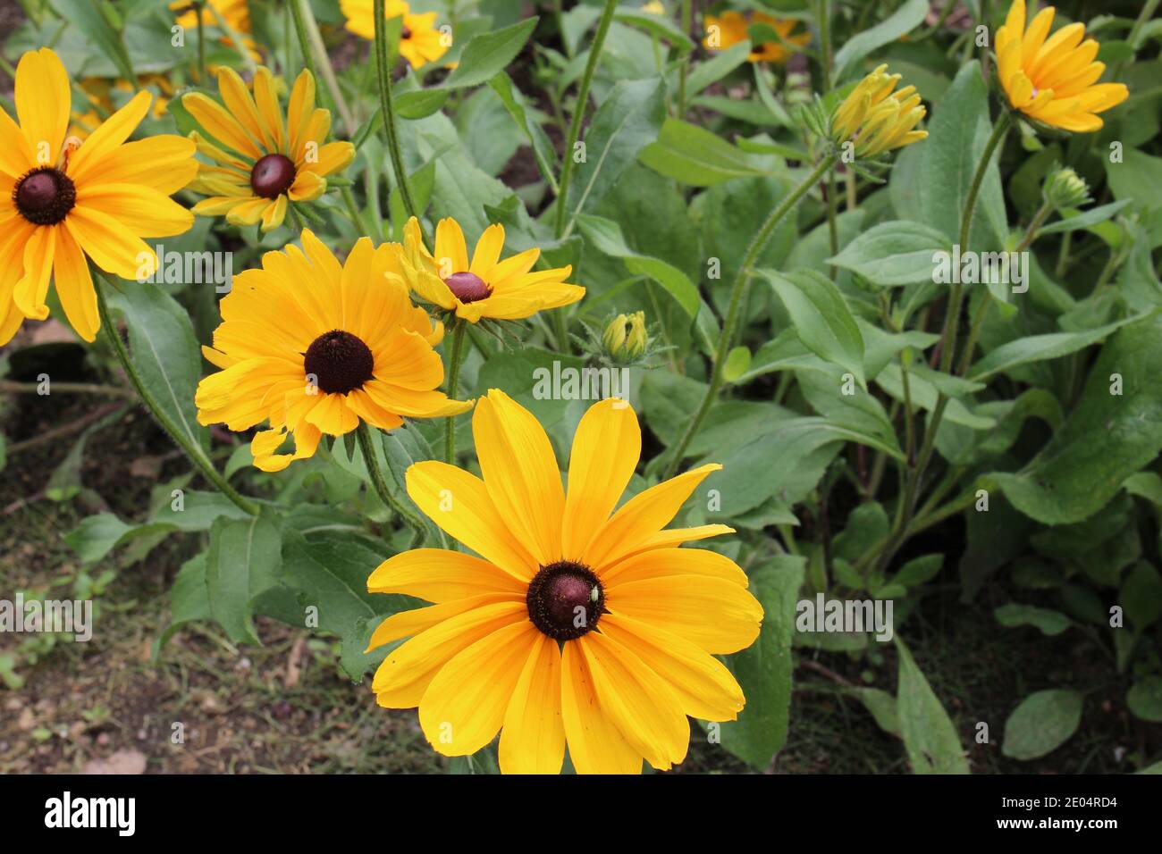 Gold beetle in garden hi-res stock photography and images - Alamy