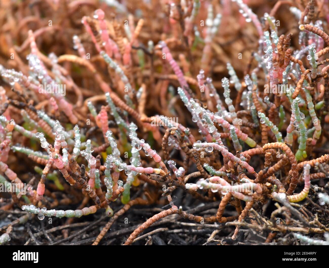 Pickle weed california hi-res stock photography and images - Alamy