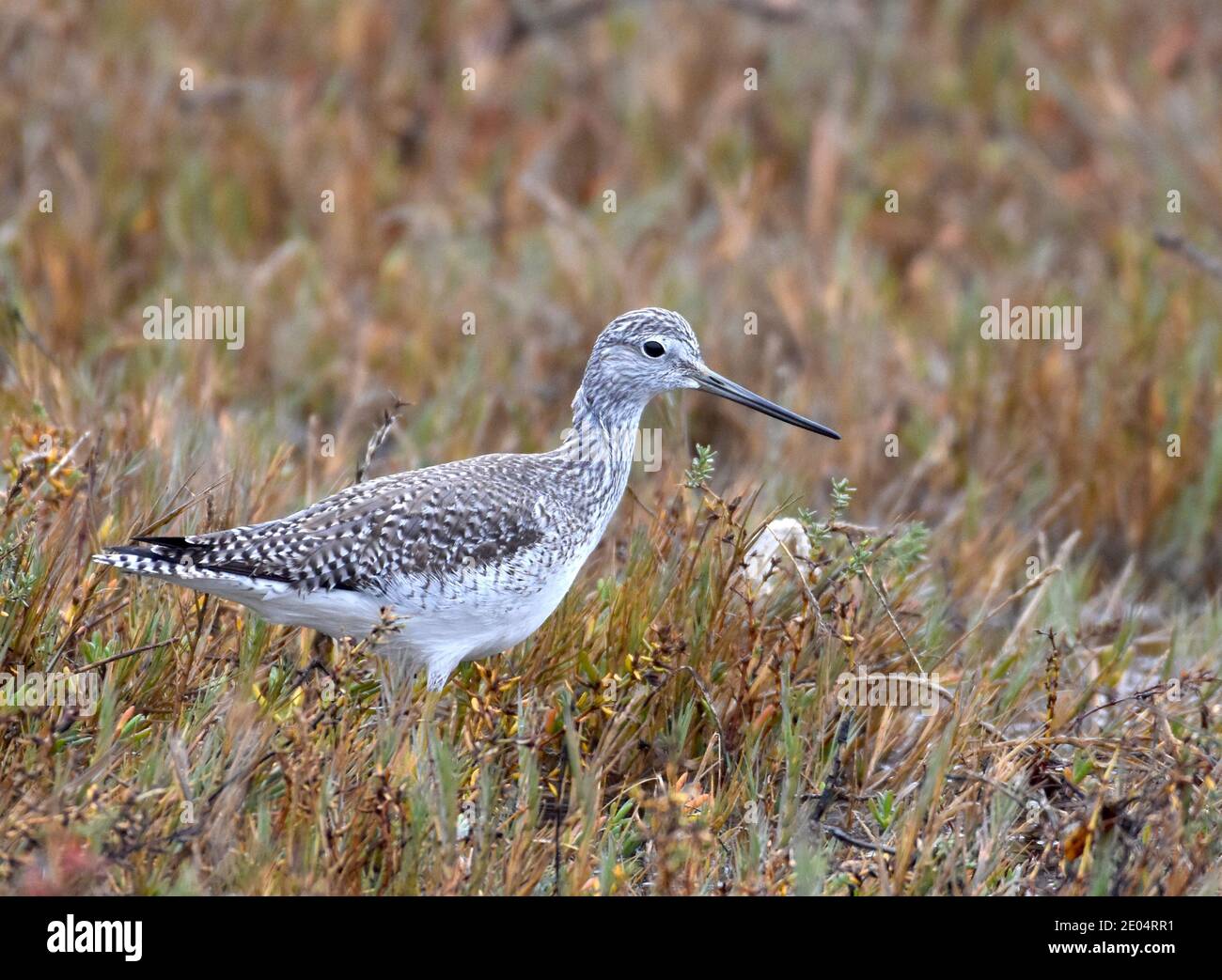 Pickle weed california hi-res stock photography and images - Alamy