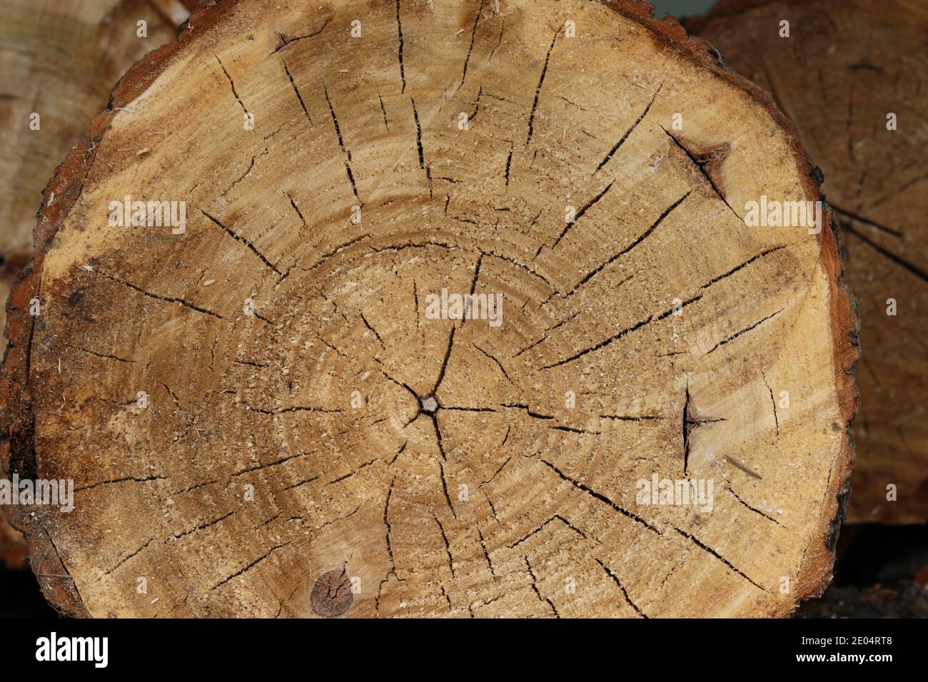 View of a cross-section of a truncated wooden trunk Stock Photo - Alamy