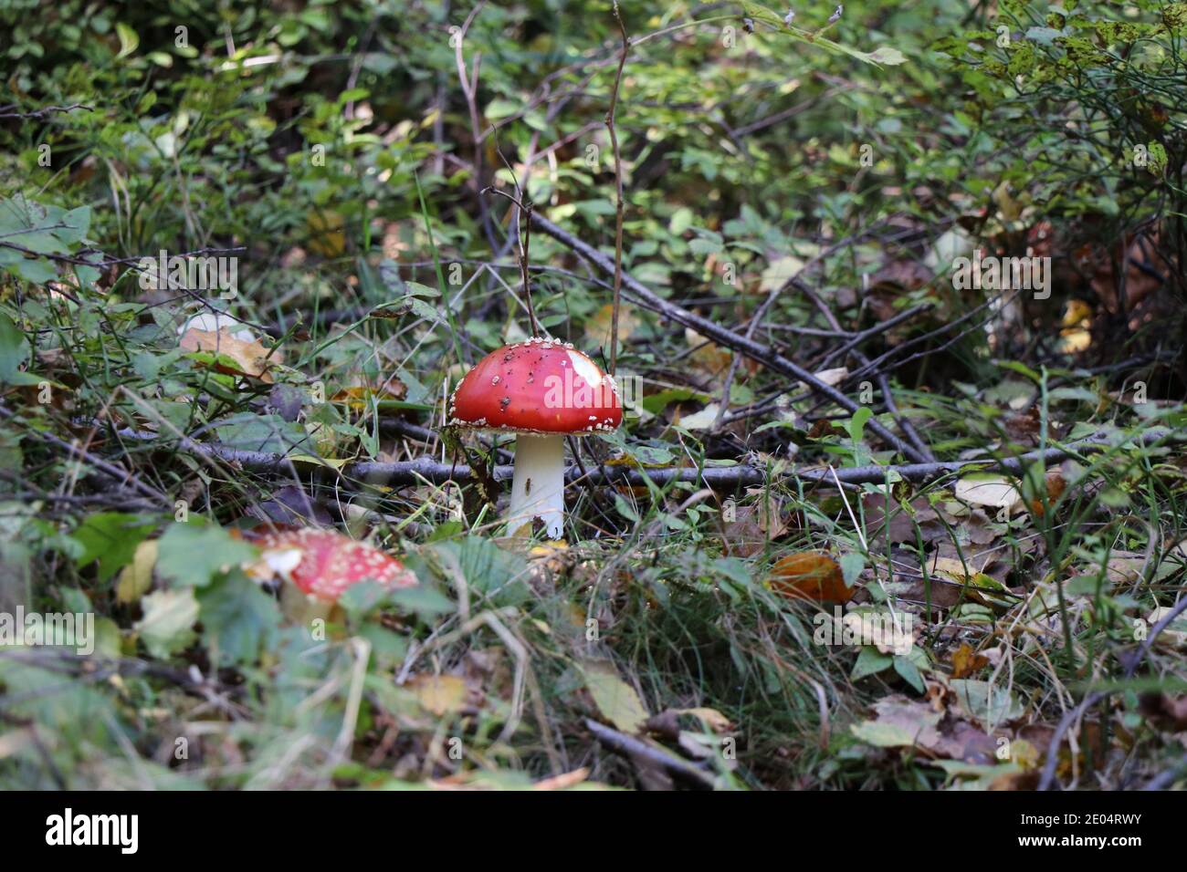 Closeup toadstool hi-res stock photography and images - Alamy