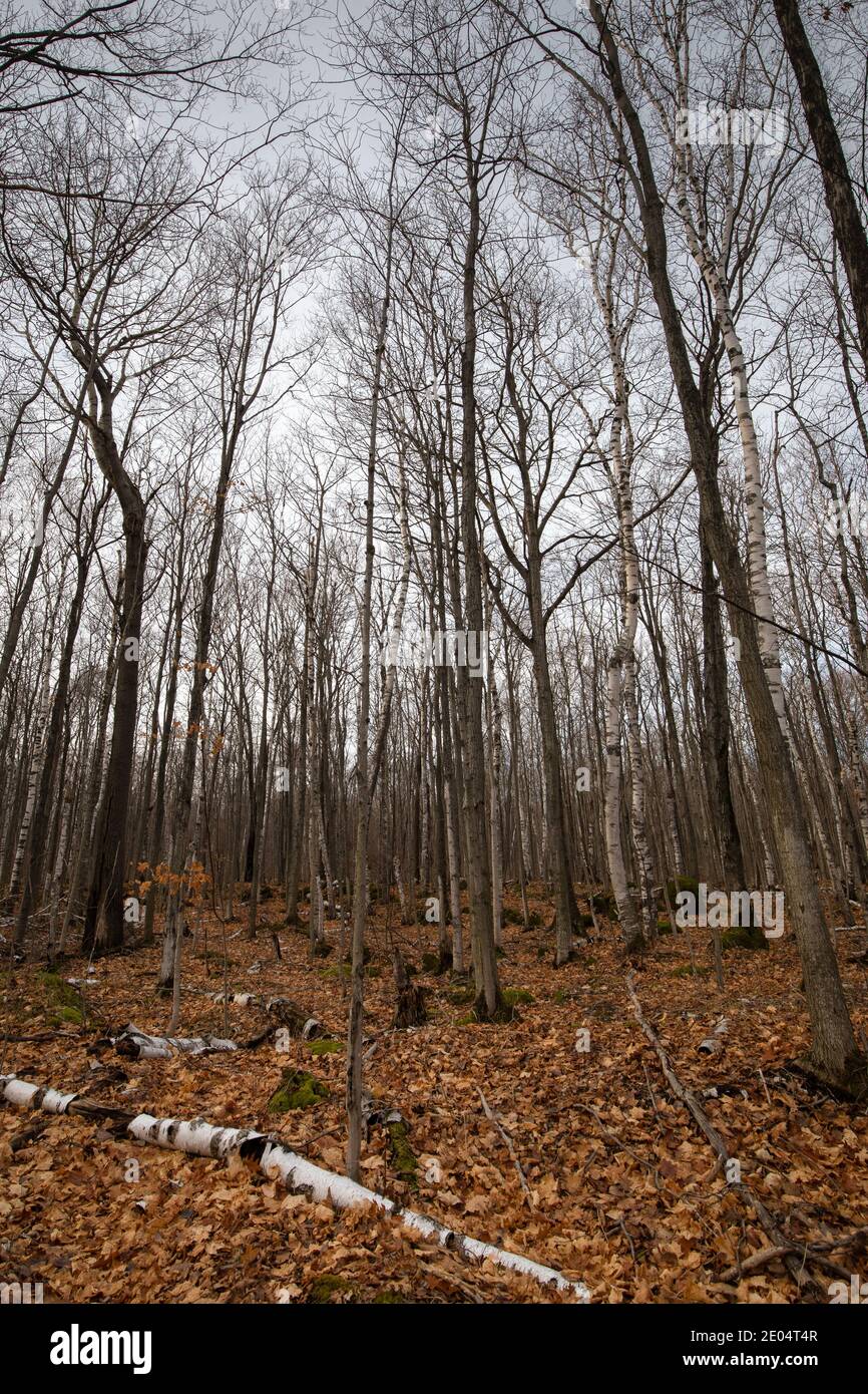 Fall colours in the Bruce County, Ontario, Canada Stock Photo - Alamy