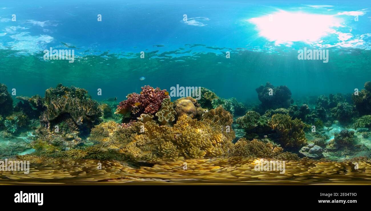 Tropical Fishes on Coral Reef, underwater scene. Colourful tropical ...