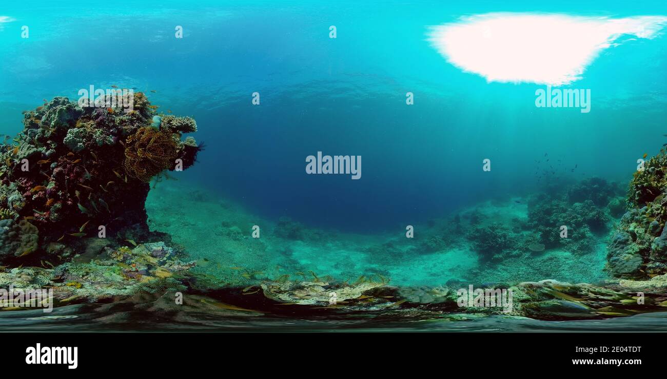 Wonderful and beautiful underwater colorful fishes and corals in the ...