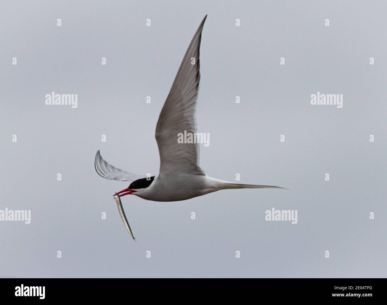 Tern in flight fish hi-res stock photography and images - Alamy