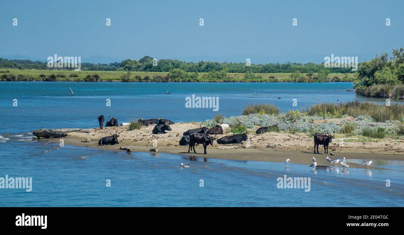 Camargue cattle hi-res stock photography and images - Alamy