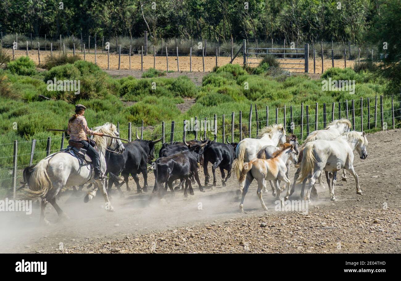 Camargue cattle hi-res stock photography and images - Alamy