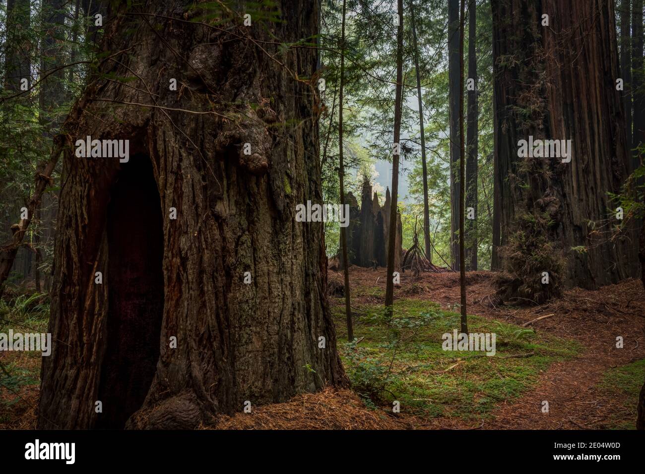 Pacific northwest old growth forest scene hi-res stock photography and ...