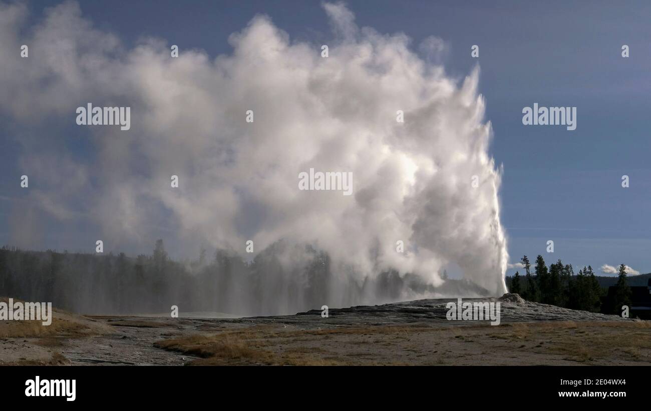 an afternoon shot of old faithful erupting in yellowstone national park ...