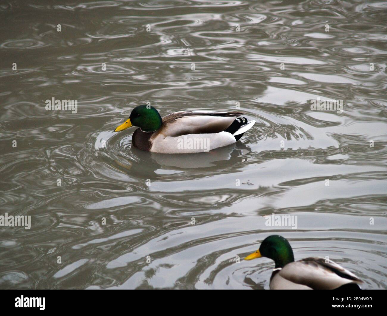 Whitby shore hi-res stock photography and images - Alamy