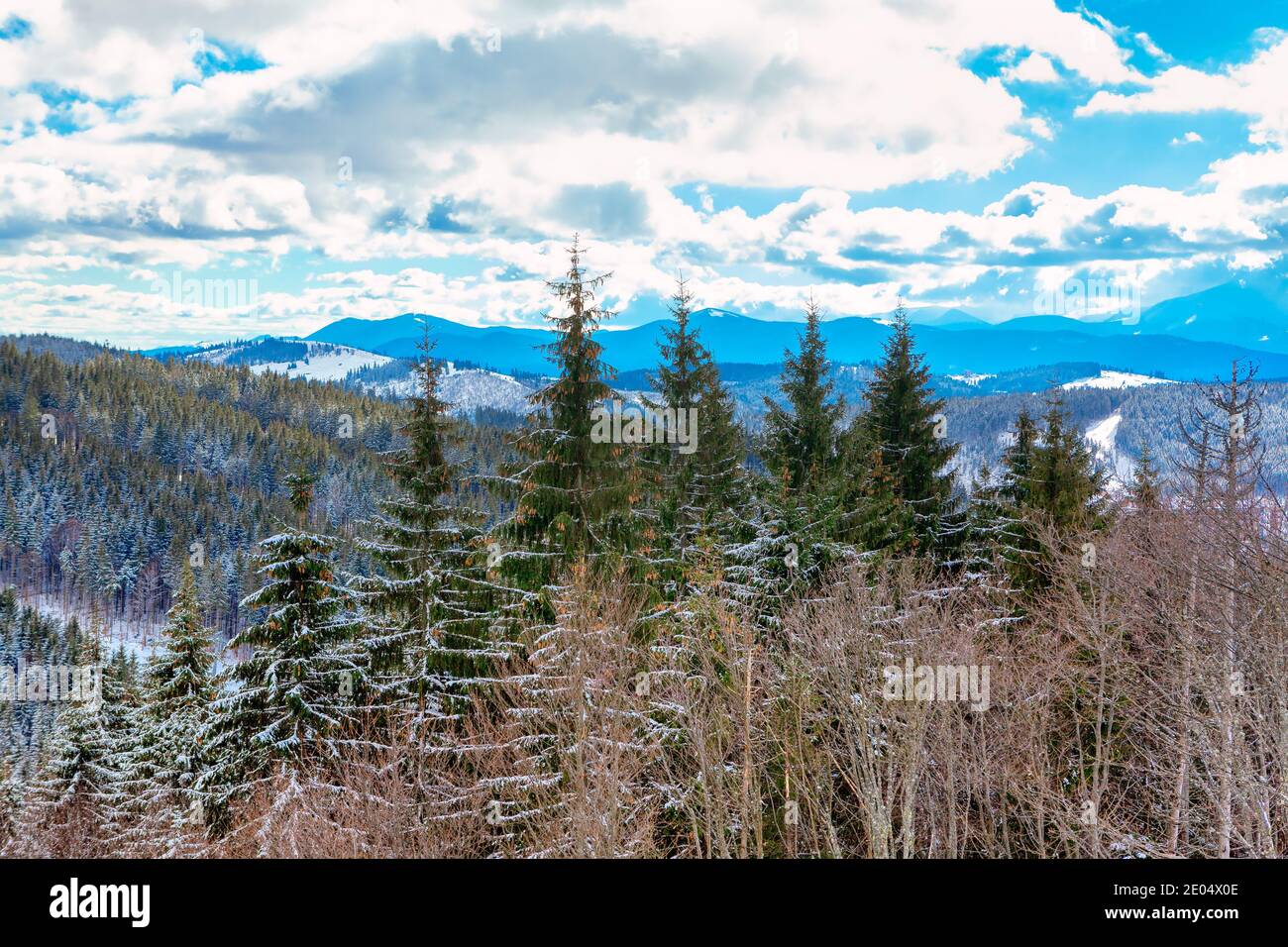 Wilderness nature of coniferous forest in the winter Stock Photo - Alamy