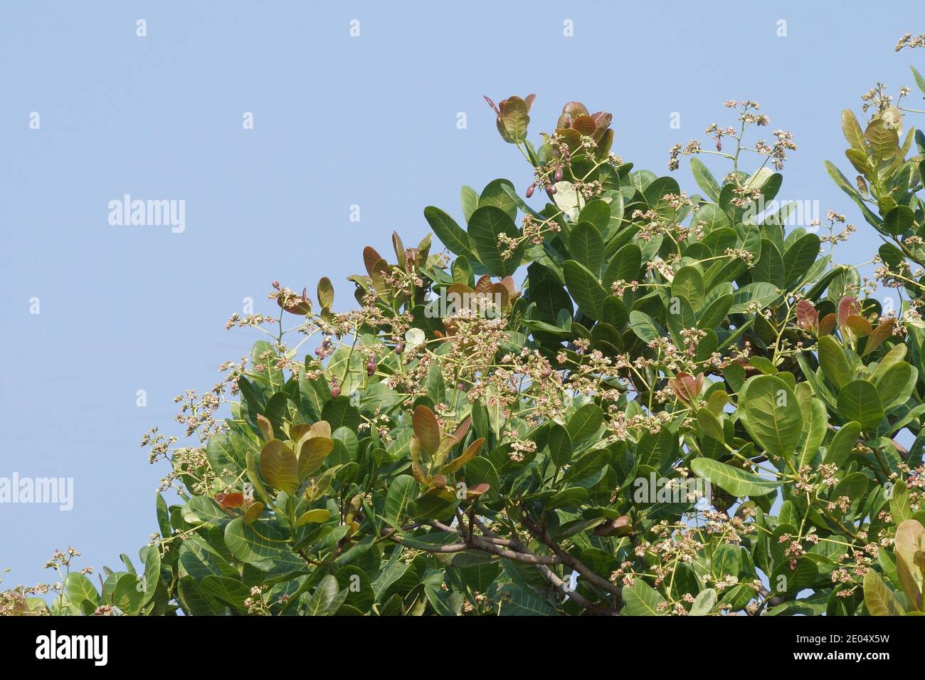 Cashew tree white hi-res stock photography and images - Alamy