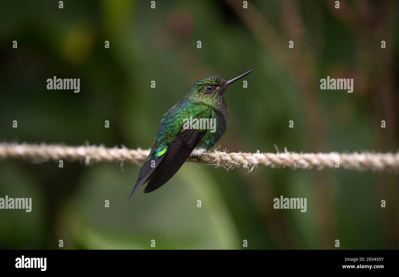 Black breasted pufflegs hi-res stock photography and images - Alamy