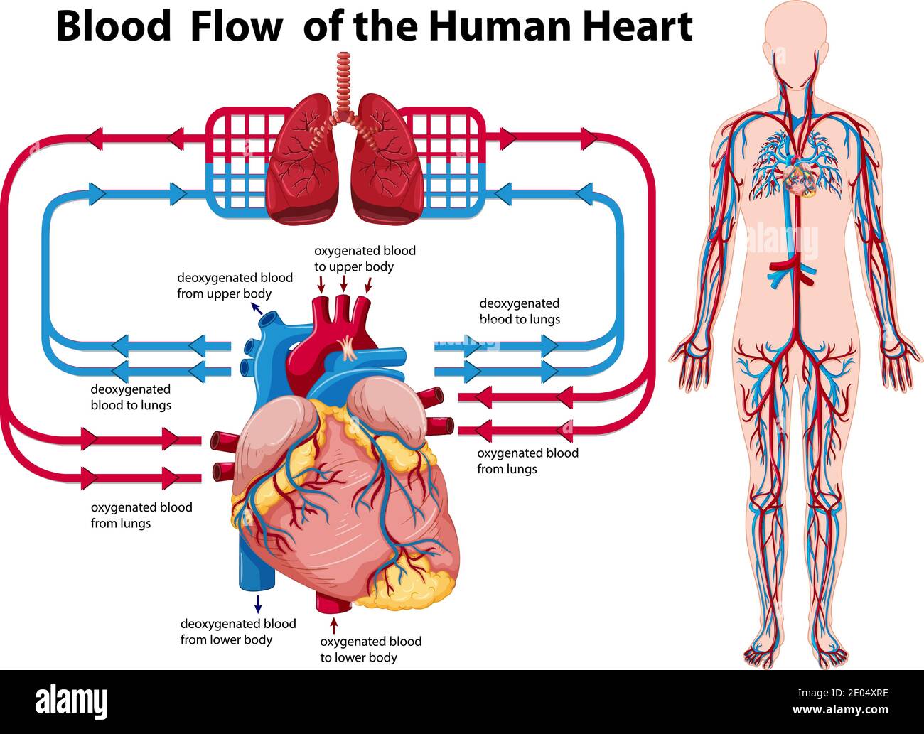 Blood flow of the human heart illustration Stock Vector Image & Art - Alamy