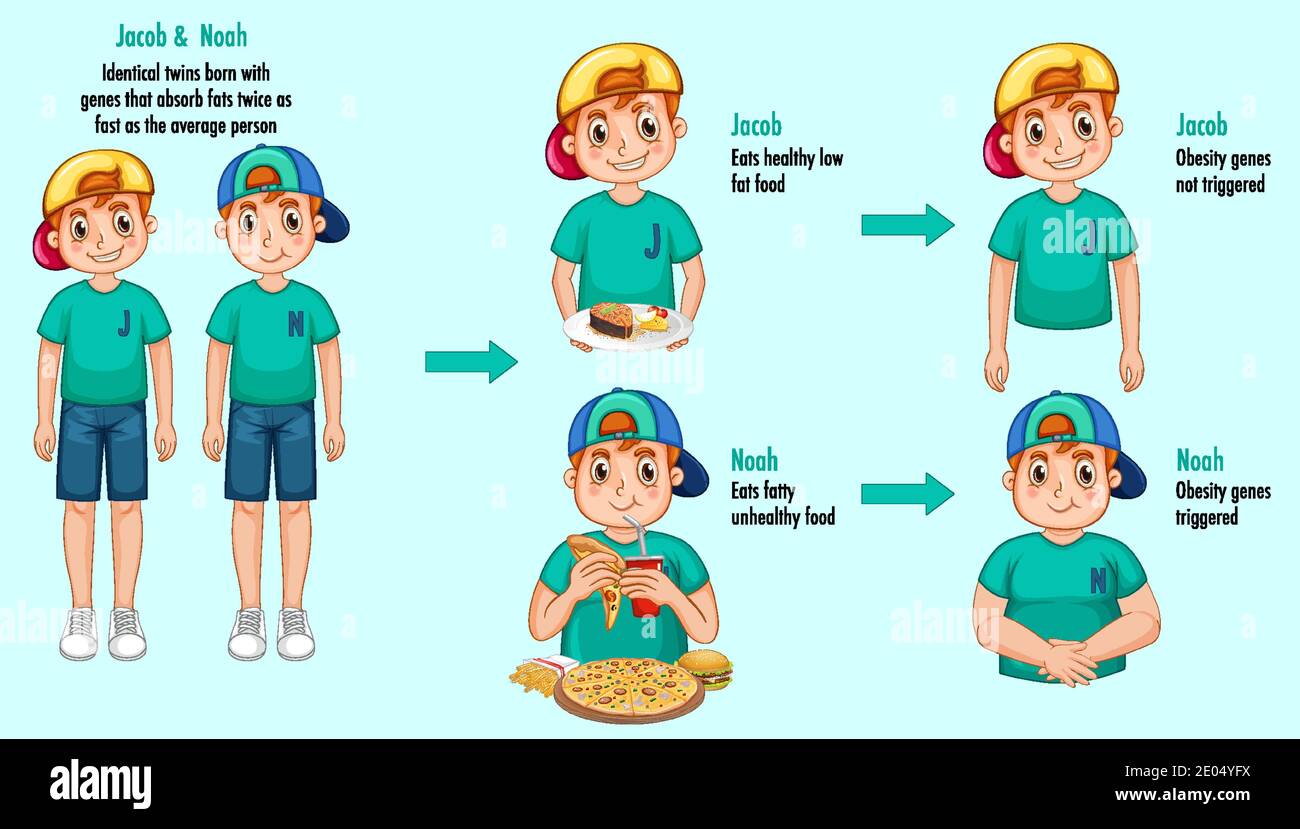 Roles of genes and environment. Body fat in identical twins infographic ...