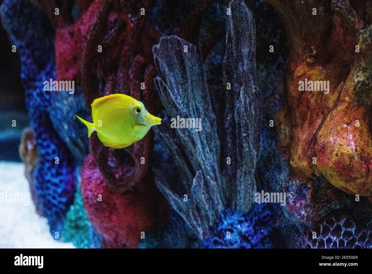 Rainforest cafe tank hi-res stock photography and images - Alamy