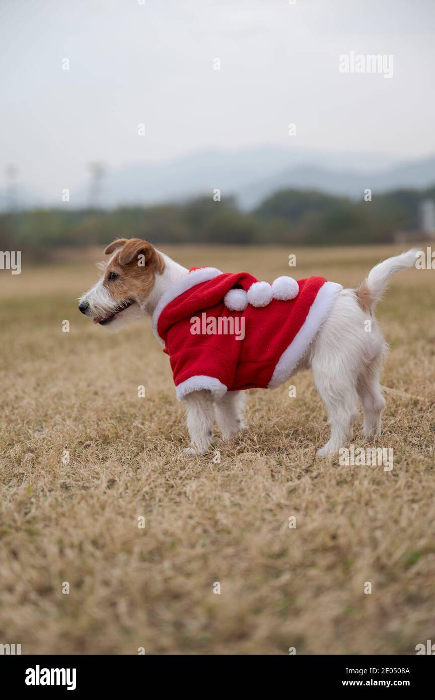 Jack Russell Terrier wearing Christmas costume Stock Photo - Alamy
