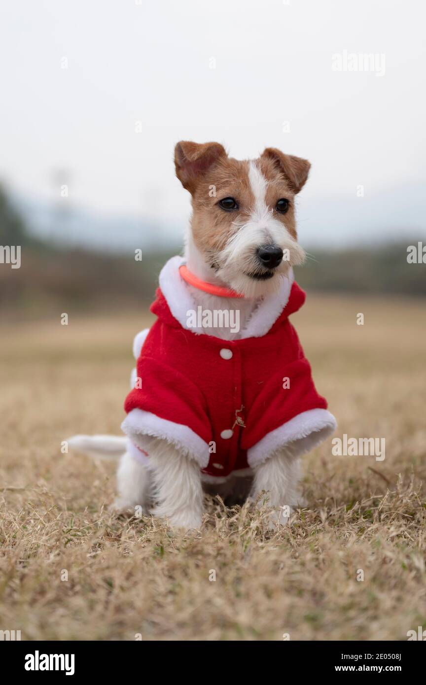 Jack Russell Terrier wearing Christmas costume Stock Photo - Alamy