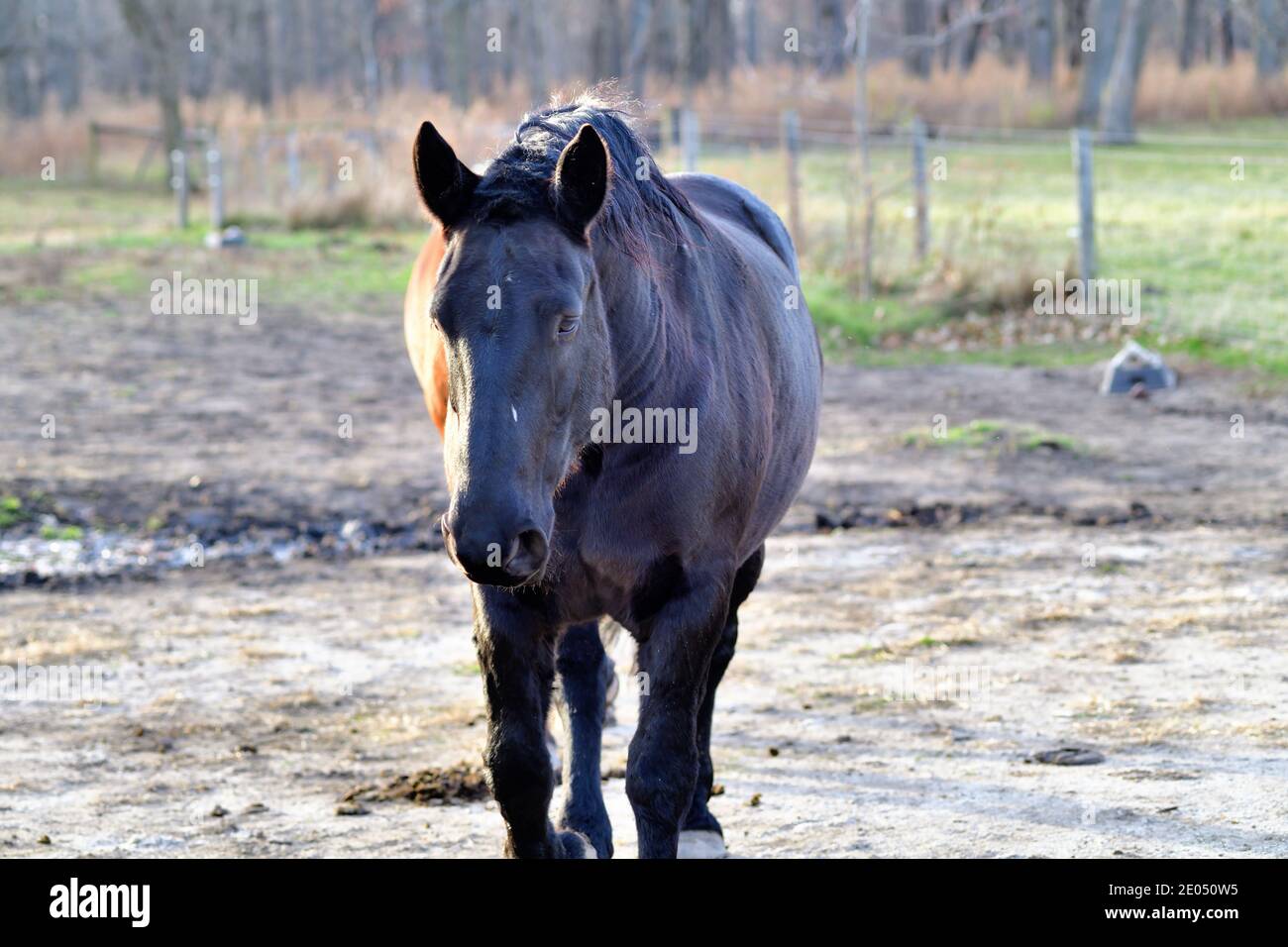 Enclosed animals hi-res stock photography and images - Alamy