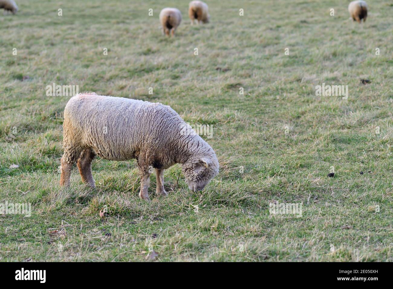Pasture grass hi-res stock photography and images - Alamy