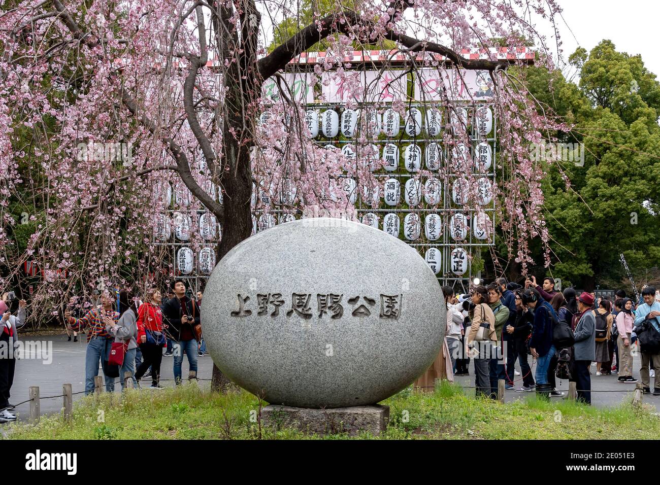Tokyo ueno park cherry blossom spring hi-res stock photography and ...