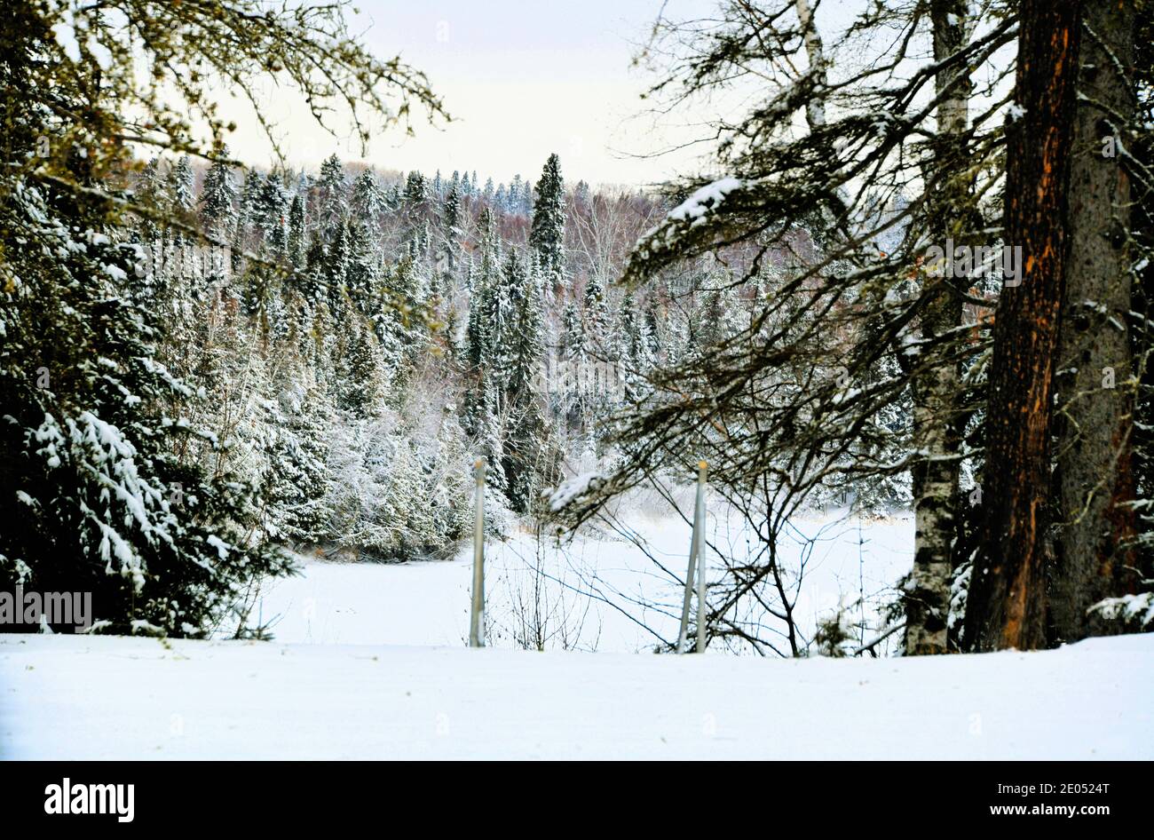 Snow laden trees bushes hi-res stock photography and images - Alamy