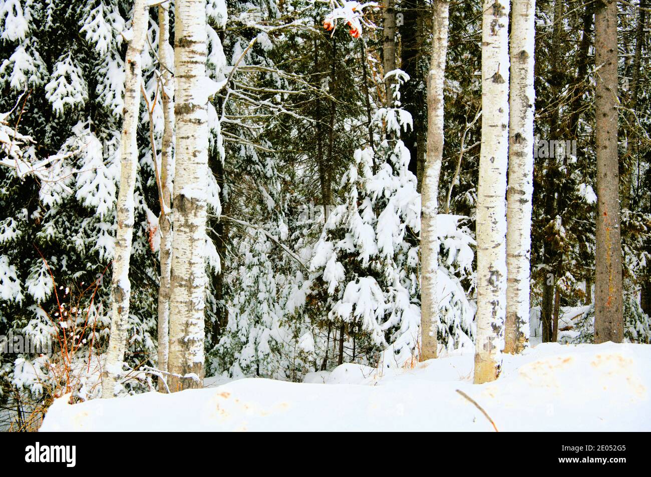 Birch and evergreens hi-res stock photography and images - Alamy