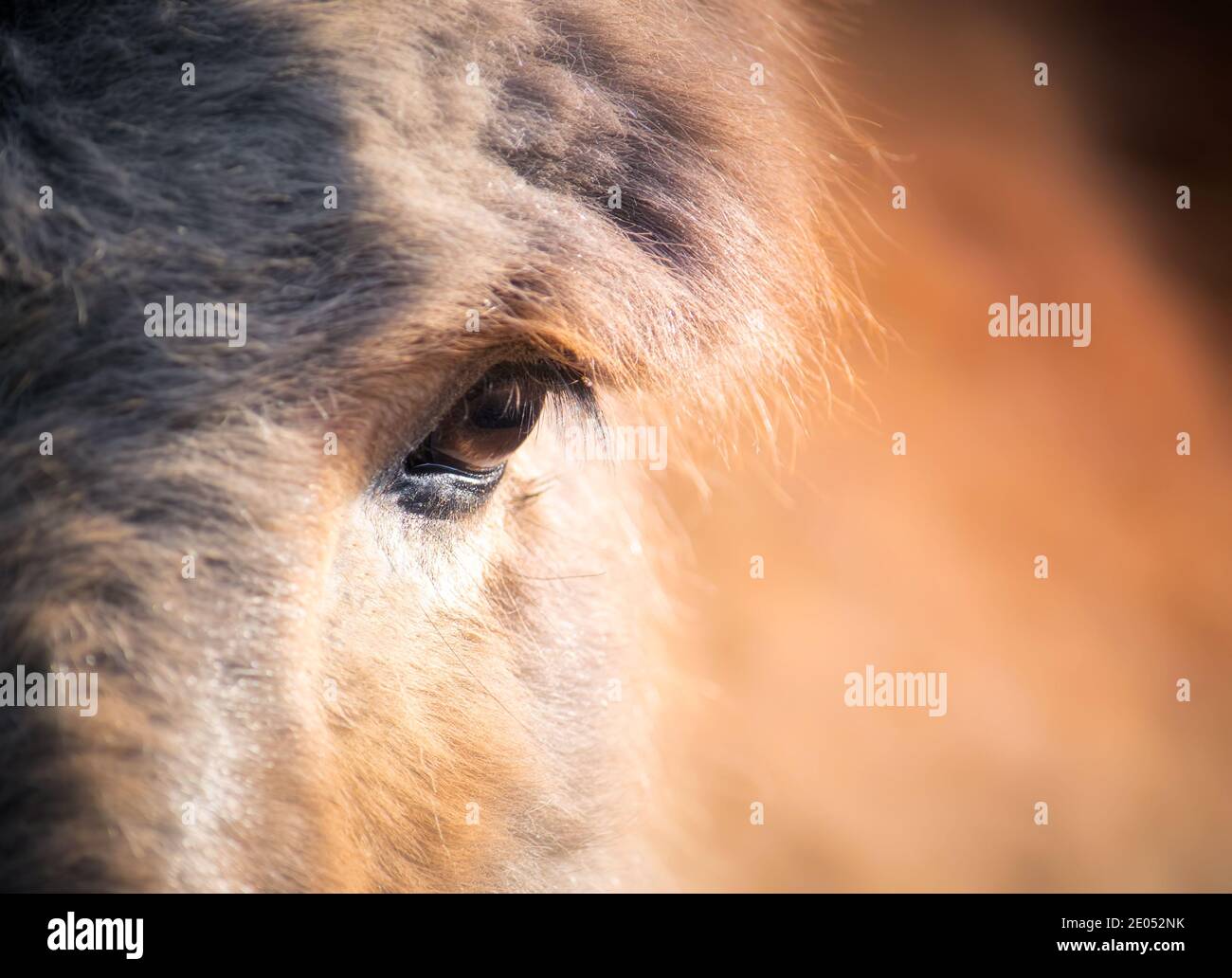 Donkey eye eyelash hi-res stock photography and images - Alamy