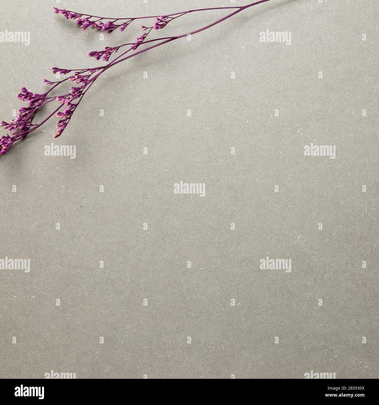Pink misty blue dry flowers on gray background. flat lay, top view ...