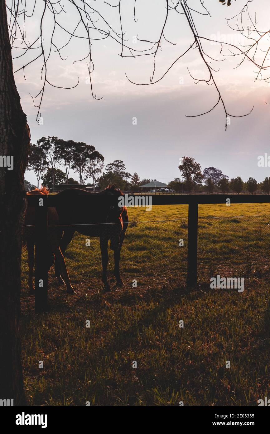 Australia sydney farm field hi-res stock photography and images - Alamy