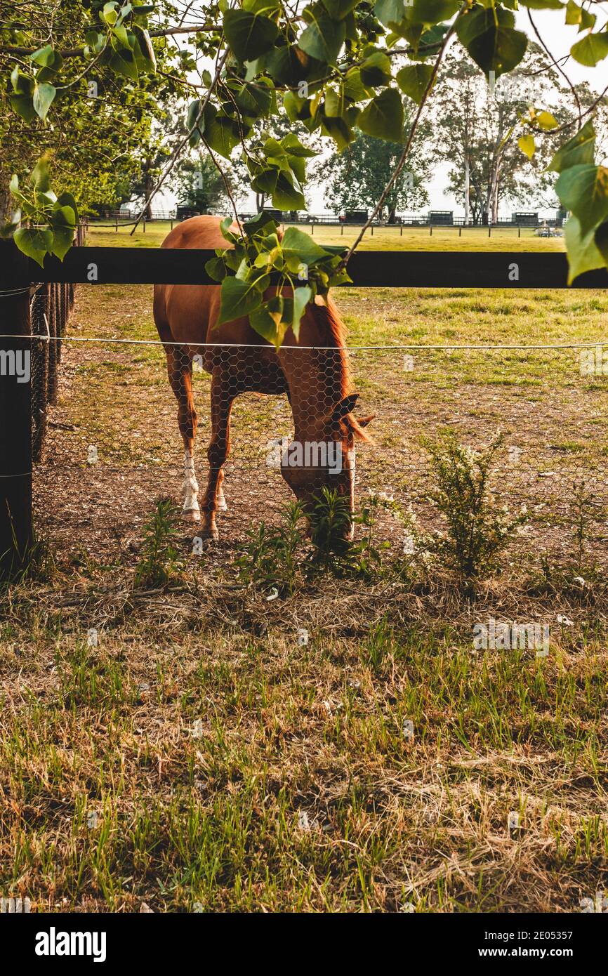 Australia sydney farm field hi-res stock photography and images - Alamy