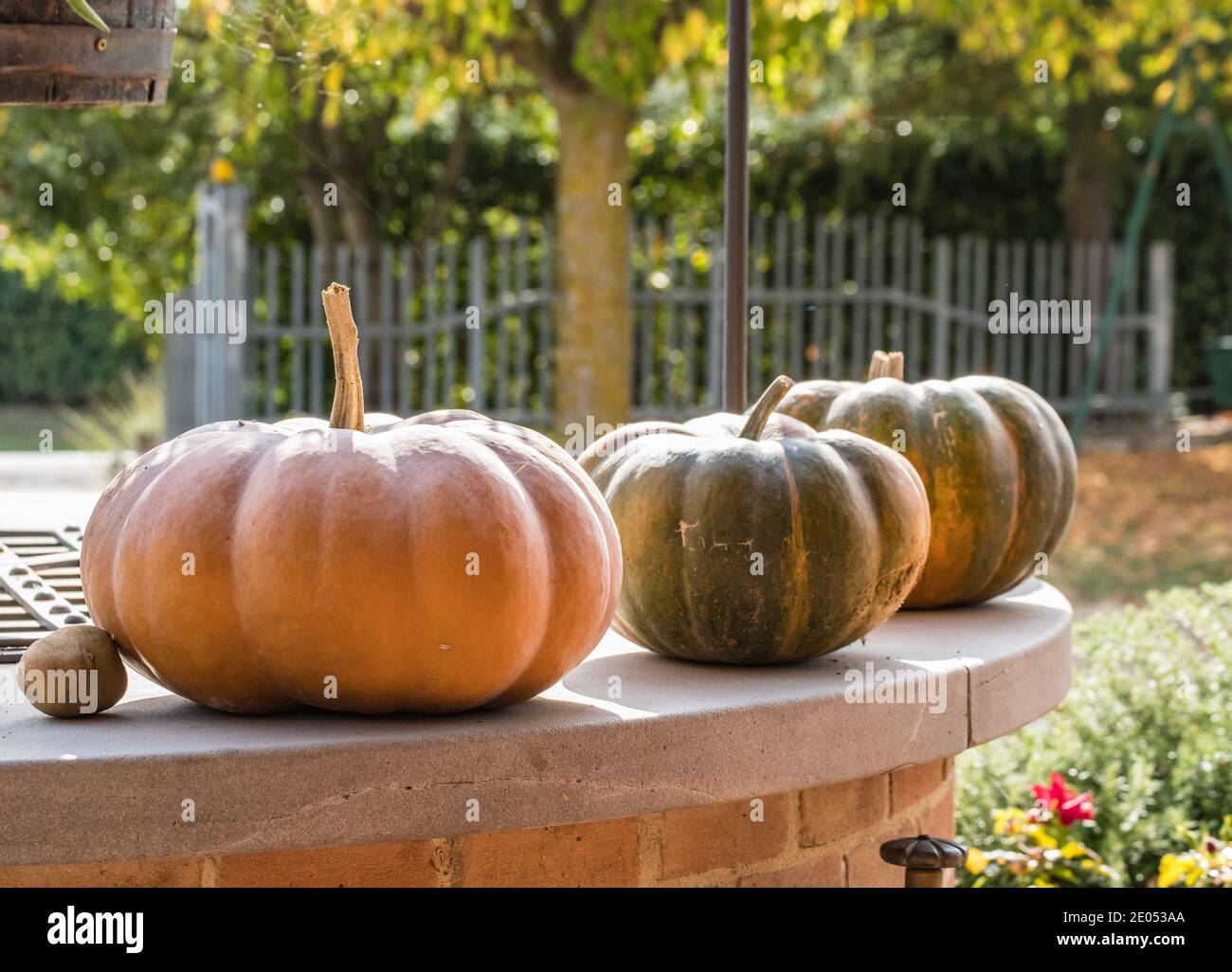 Heirloom pumpkin vegetable picked from the organic garden. Closeup with ...