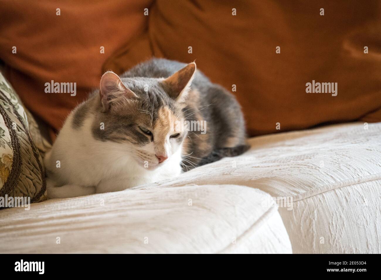 Cream colored cat hi-res stock photography and images - Alamy