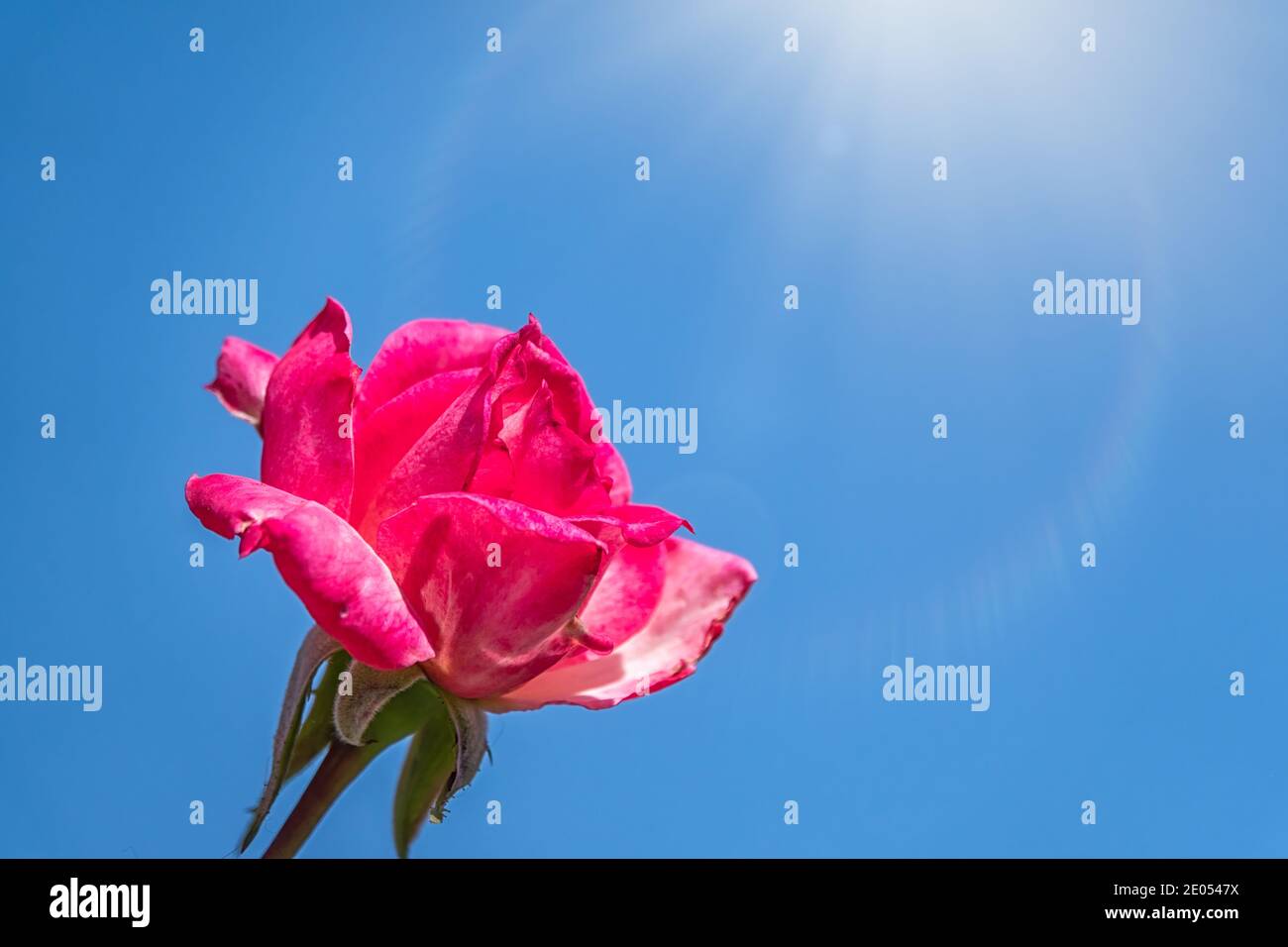 Red rose flower on blue sky background. Red rose alone. A meaningful ...