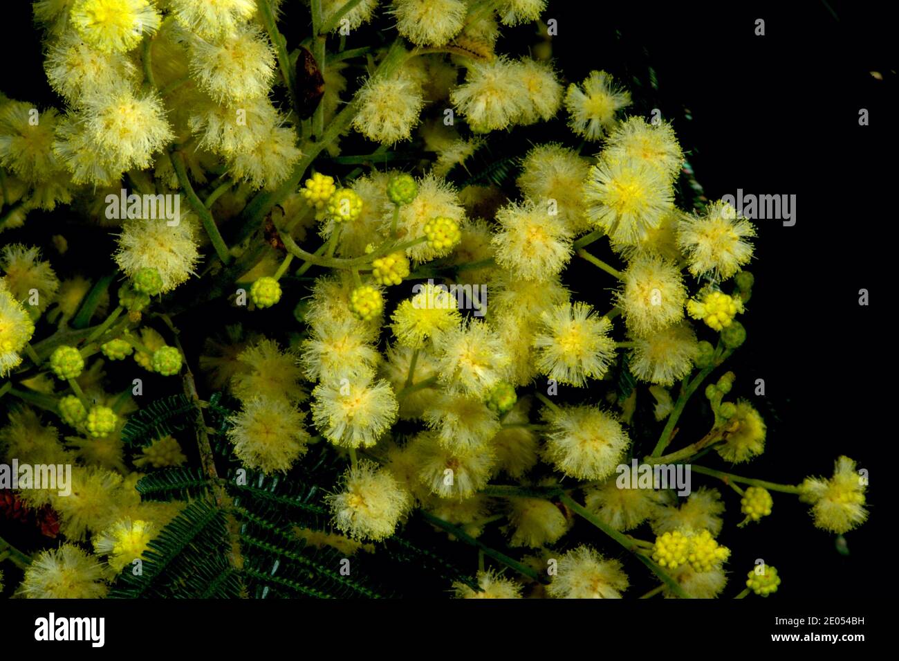 Black wattle tree hi-res stock photography and images - Alamy