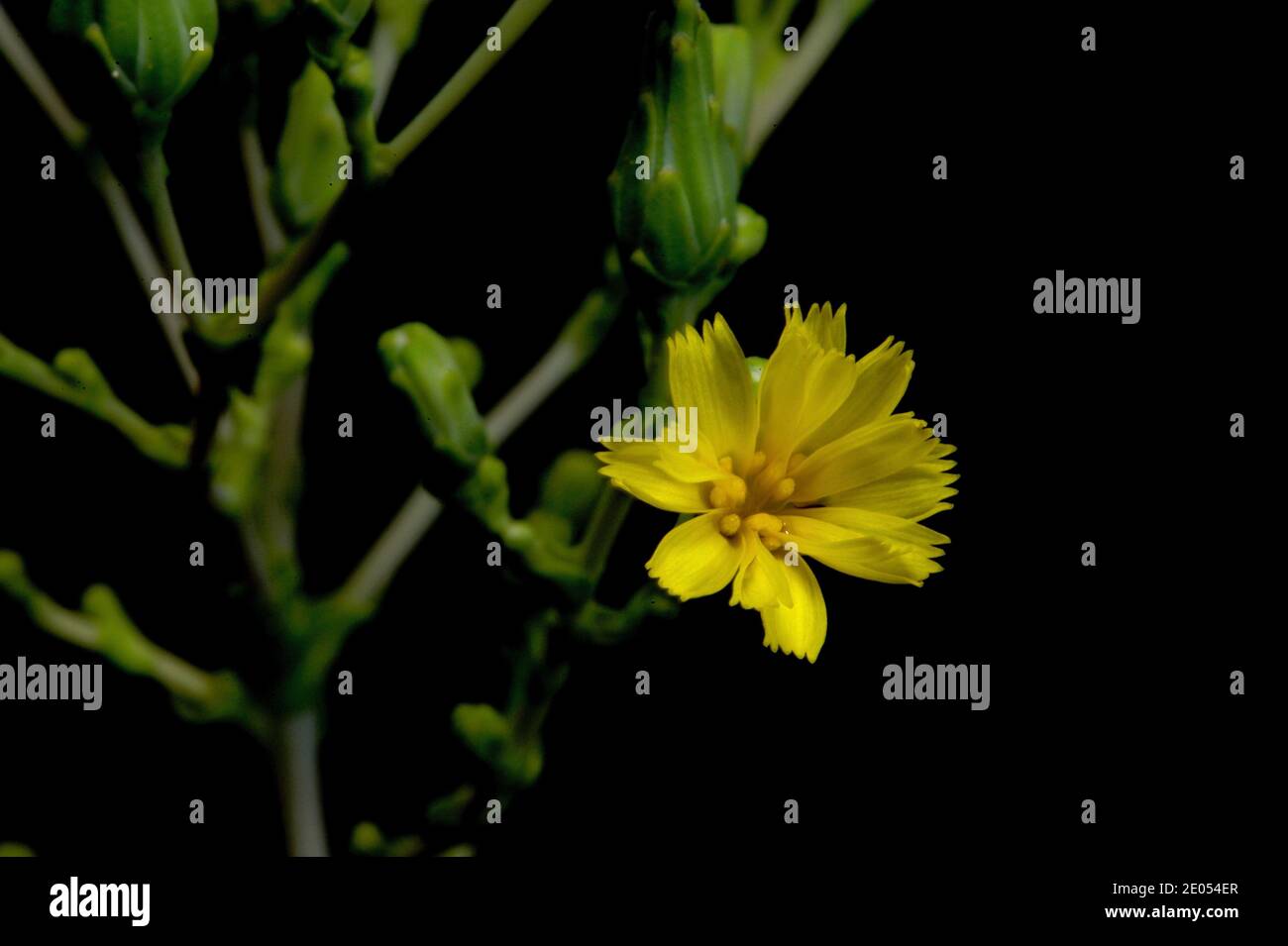 This is Popeye's favourite - spinach! We are familiar with the tasty ...