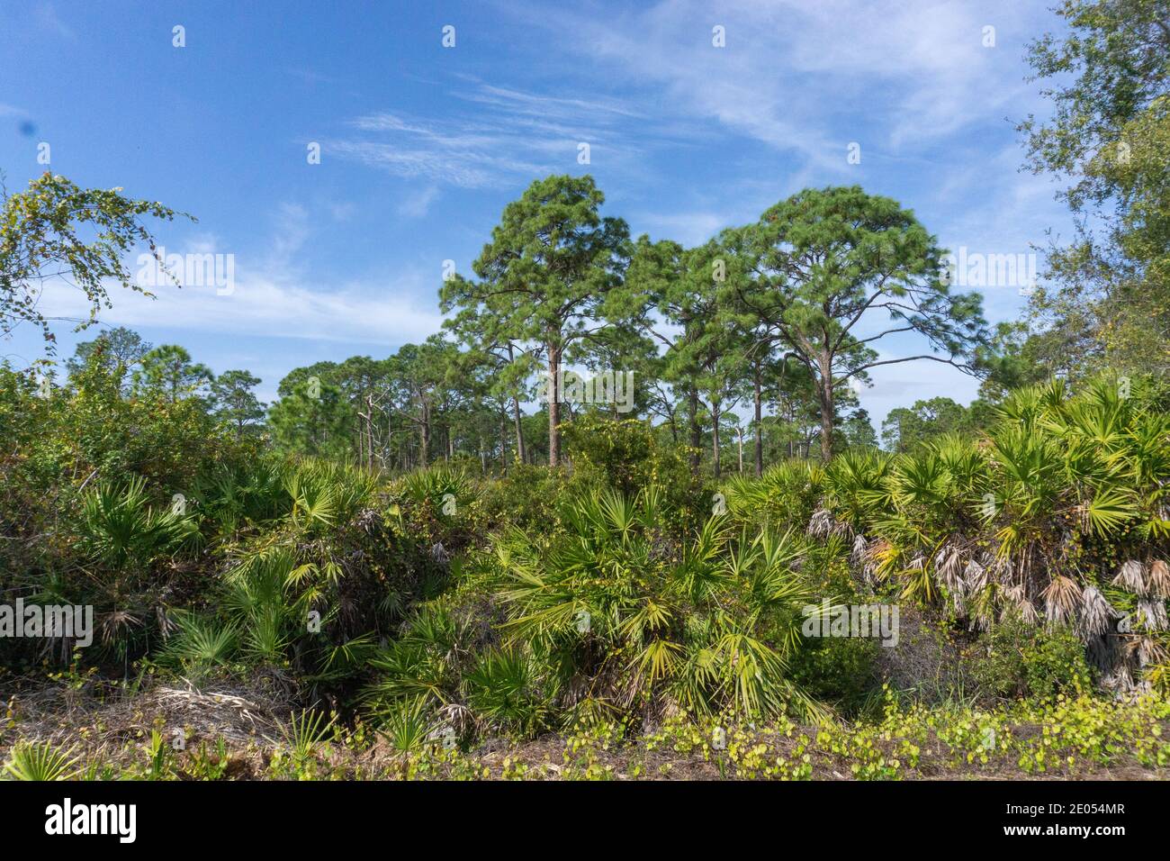 Rainforest sunlight ocean hi-res stock photography and images - Alamy