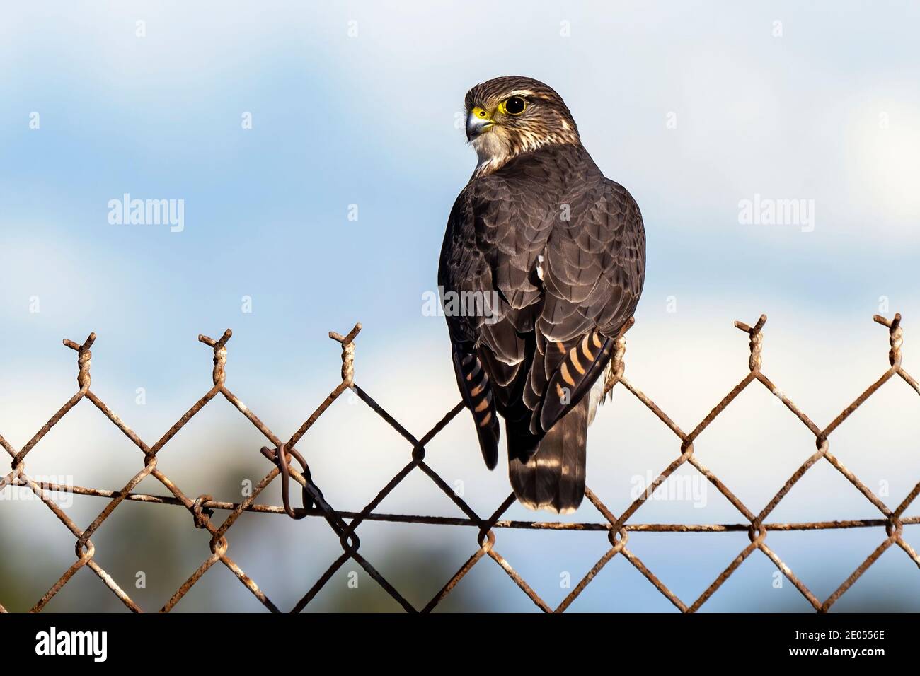 Huntington Beach, California, USA. 16th Nov, 2020. (Editorial Use Only ...