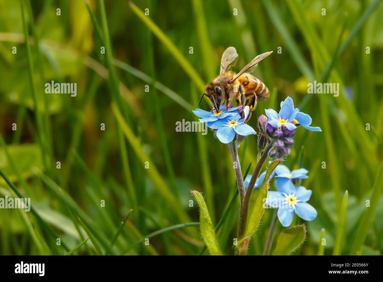 Bee proboscis hi-res stock photography and images - Alamy
