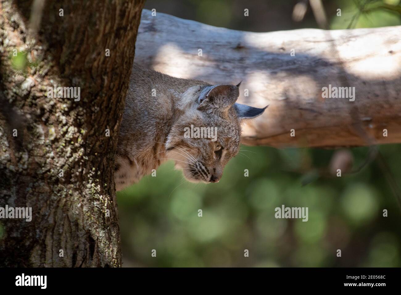 A Bobcat relaxing in a tree in a park in San Jose California Stock ...