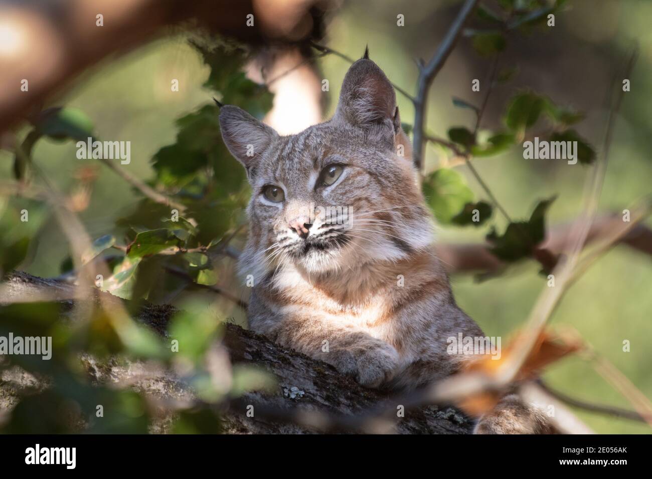 A Bobcat relaxing in a tree in a park in San Jose California Stock ...