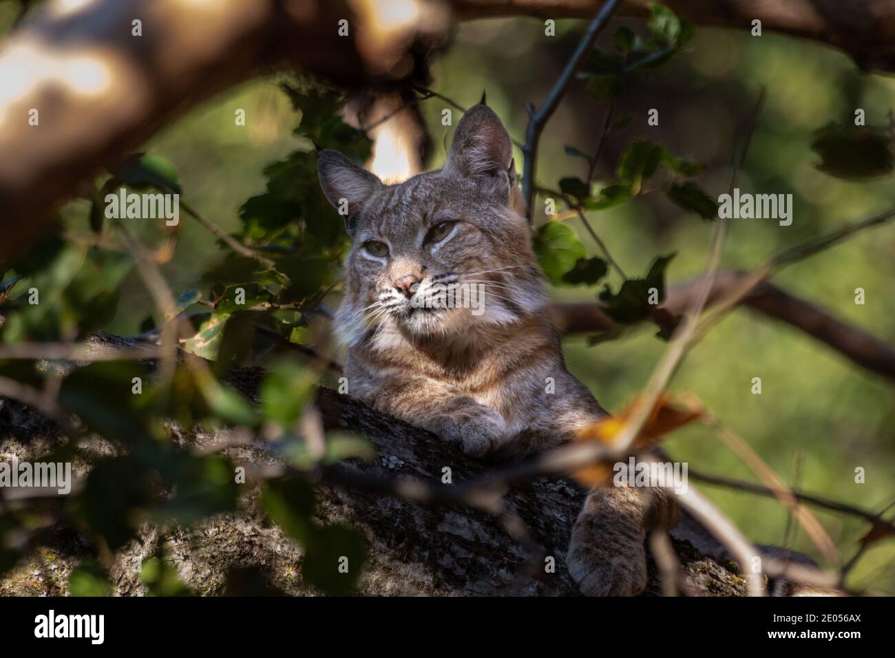 Bobcat california hi-res stock photography and images - Alamy