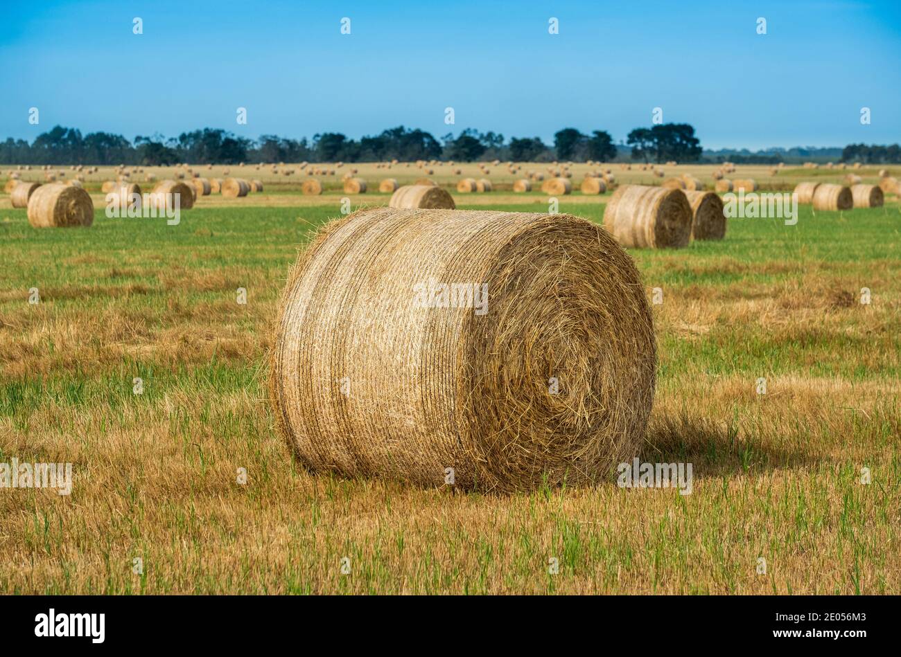 Round hay bales in grassy agricultural farmland Stock Photo - Alamy