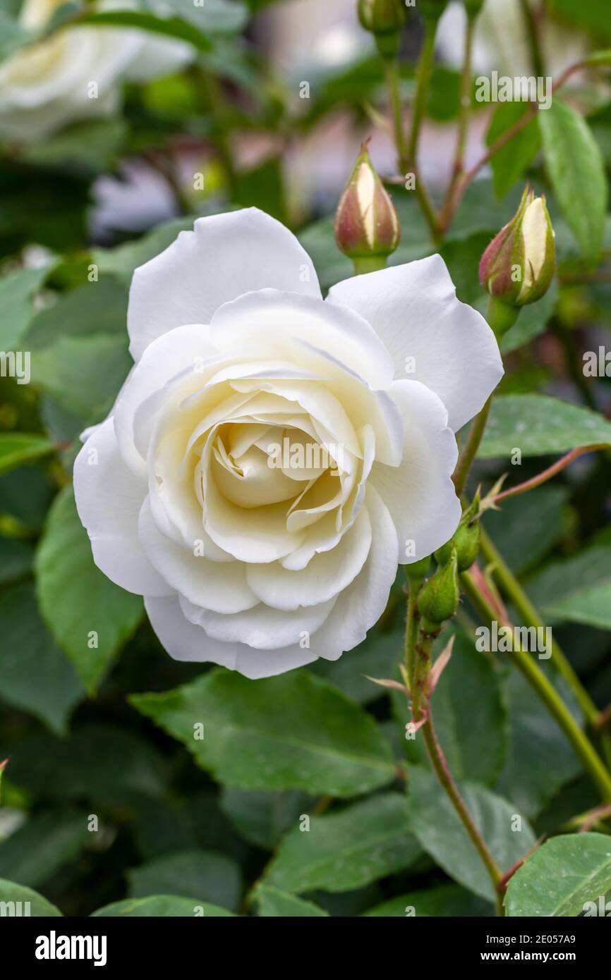 White rose in the garden Stock Photo - Alamy