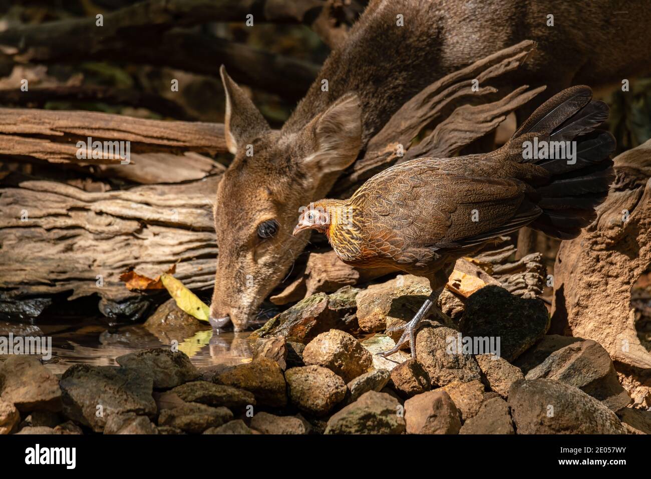 Female Red Junglefowl standing on a rock while Hog deer drinking water ...